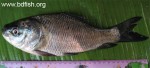 Catla: Catla catla (Hamilton, 1822) – BdFISH Feature