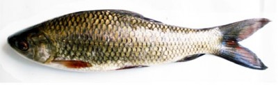 Rohu: Labeo rohita – BdFISH Feature