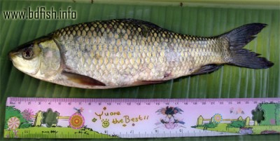 Rohu/Rui: Labeo rohita (Hamilton, 1822) – BdFISH Feature
