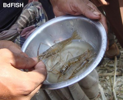 Carp-prawn polyculture in Charghat of Rajshahi: A new dimension in ...