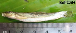 Mottled loach: Acanthocobitis botia – BdFISH Feature