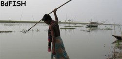 Fishing Gears (wounding) of Halti Beel, Natore – BdFISH Feature