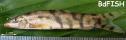 Y-loach: Botia lohachata – BdFISH Feature