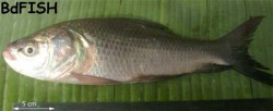 Catla : Catla catla – BdFISH Feature
