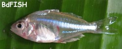 Ten Vulnerable Fishes of Bangladesh: Recorded from Chalan Beel – BdFISH ...