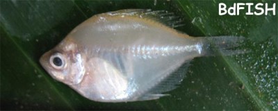 Ten Vulnerable Fishes of Bangladesh: Recorded from Chalan Beel – BdFISH ...