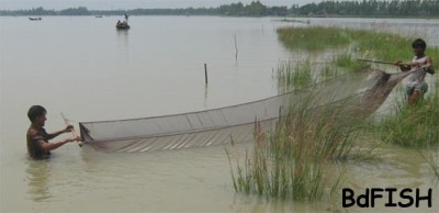 Fishing Nets of Halti Beel, Natore – BdFISH Feature
