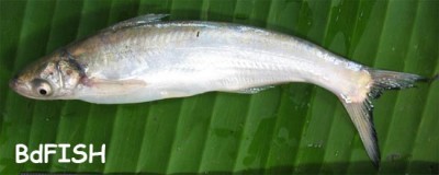 Five Critically Endangered Fishes of Bangladesh: Recorded from Chalan ...