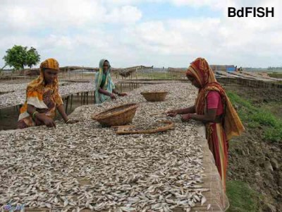 Fish Drying and Dehydration – BdFISH Feature