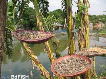 Fish Drying and Dehydration – BdFISH Feature