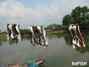 Fish Drying and Dehydration – BdFISH Feature