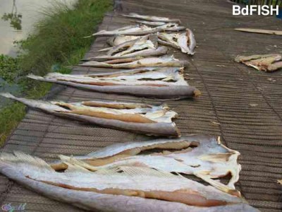 Fish Drying and Dehydration – BdFISH Feature