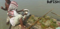 Fishing Nets of Halti Beel, Natore – BdFISH Feature