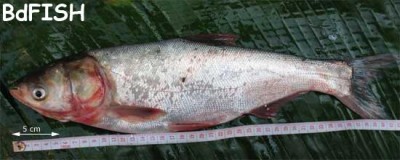 Silver Carp: Hypophthalmichthys molitrix – BdFISH Feature