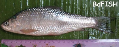 Twelve Endangered fishes of Bangladesh: Recorded from Chalan Beel ...