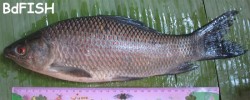 Twelve Endangered fishes of Bangladesh: Recorded from Chalan Beel ...