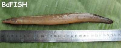 Twelve Endangered fishes of Bangladesh: Recorded from Chalan Beel ...