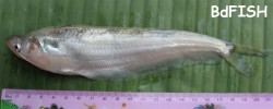 Twelve Endangered fishes of Bangladesh: Recorded from Chalan Beel ...