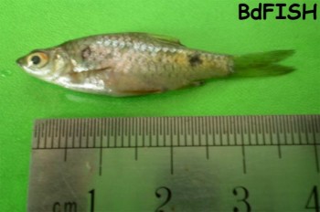 Ticto barb: Puntius ticto – BdFISH Feature