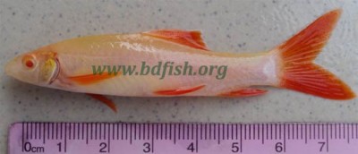 Rainbow shark – BdFISH Feature
