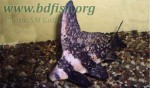 High Fin Shark, Myxocyprinus asiaticus (Bleeker, 1864) – BdFISH Feature