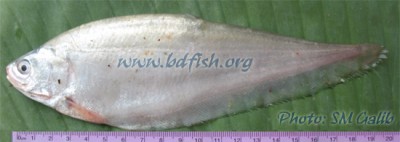 Bronze featherback: Notopterus notopterus (Pallas, 1769) – BdFISH Feature