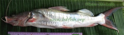 Mystus seenghala | BdFISH Feature