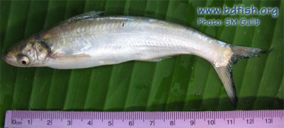 Batchwa vacha, Eutropiichthys vacha (Hamilton, 1822) – BdFISH Feature
