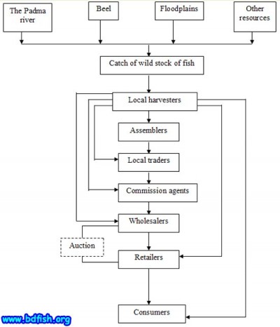 Marketing Channel of Some Major Fish Groups in Fish Markets of Rajshahi ...
