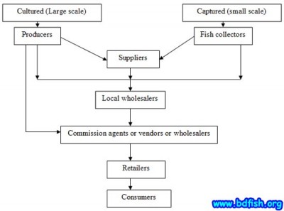 Marketing Channel of Some Major Fish Groups in Fish Markets of Rajshahi ...
