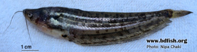 Pabo catfish, Ompok pabo (Hamilton, 1822) – BdFISH Feature