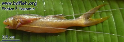 Paradise threadfin, Polynemus paradiseus Linnaeus, 1758 – BdFISH Feature