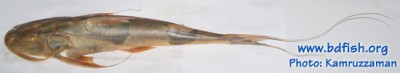 Goonch, Bagarius bagarius (Hamilton, 1822) – BdFISH Feature