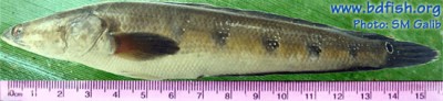 Great snakehead, Channa marulius (Hamilton, 1822) – BdFISH Feature
