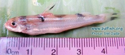 Indian gagata, Gagata cenia (Hamilton, 1822) – BdFISH Feature