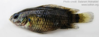 Photofeature: Freshwater Fishes of Sunamganj Haor Area (Part-B ...