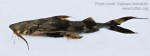 Photofeature: Freshwater Fishes of Sunamganj Haor Area (Part-B ...