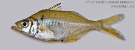 Photofeature: Freshwater Fishes of Sunamganj Haor Area (Part-C ...