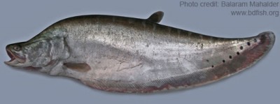 Cirrhinus cirrhosus | BdFISH Feature