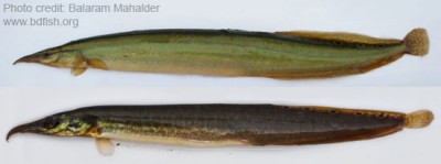 Mastacembelus pancalus | BdFISH Feature