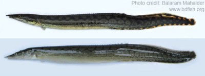 Photofeature: Freshwater Fishes of Sunamganj Haor Area (Part M ...
