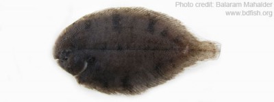 Photofeature: Freshwater Fishes of Sunamganj Haor Area (Part P ...