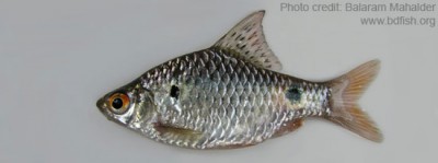 Photofeature: Freshwater Fishes of Sunamganj Haor Area (Part P2 ...