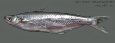 Photofeature: Freshwater Fishes of Sunamganj Haor Area (Part Q-S ...