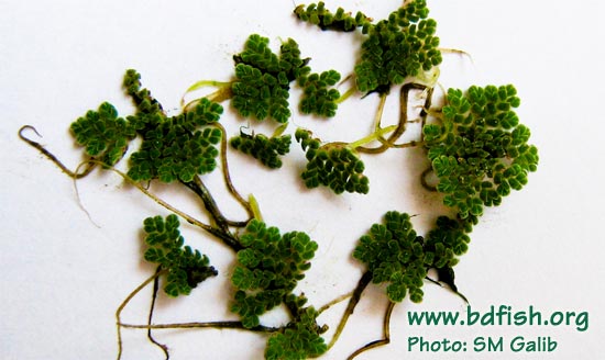 Azolla, Azolla pinnata – BdFISH Feature