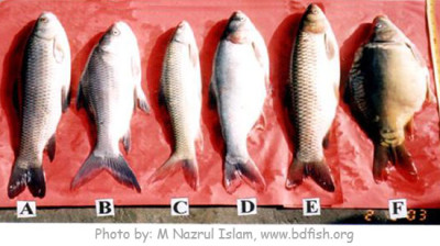 Baluhar Baor: A Crucial Harbor of Great Diversity – BdFISH Feature