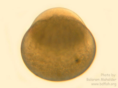 Photofeature: Embryonic Developmental Stages of Fishes – BdFISH Feature