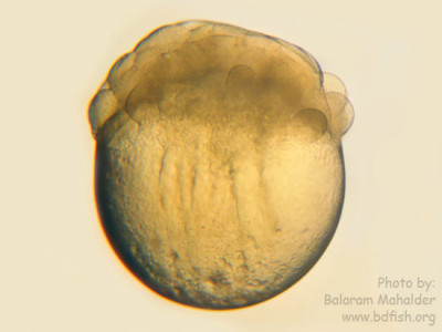 Photofeature: Embryonic Developmental Stages of Fishes – BdFISH Feature