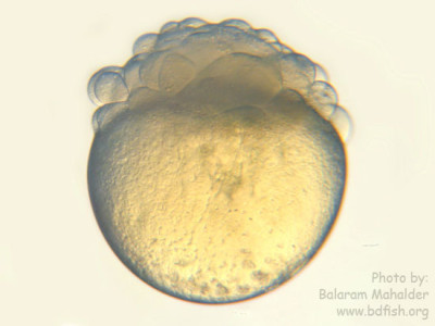 Photofeature: Embryonic Developmental Stages of Fishes – BdFISH Feature