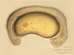 Photofeature: Embryonic Developmental Stages of Fishes – BdFISH Feature